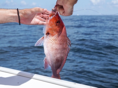 Best Bait for Red Snapper Fishing in Gulf Shores & Orange Beach