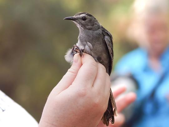 Alabama Coastal Birding Trail in Gulf Shores & Orange Beach