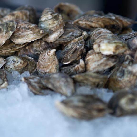 The Importance of Oysters in Gulf Shores & Orange Beach