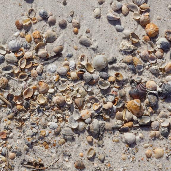 Tips for Shelling in Gulf Shores & Orange Beach
