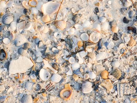 Tips for Shelling in Gulf Shores & Orange Beach