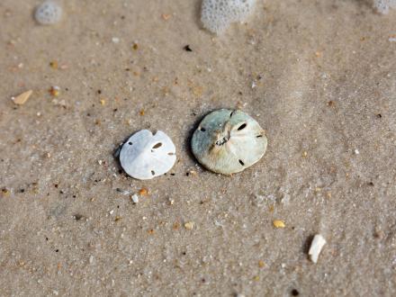 Tips for Shelling in Gulf Shores & Orange Beach