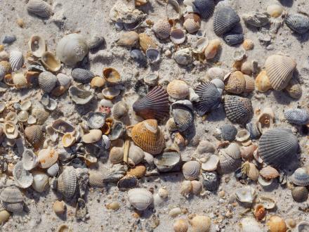 10 Cheap & Free Things To Do in Gulf Shores & Orange Beach