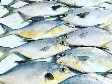 Fish for Pompano this Spring | Gulf Shores & Orange Beach