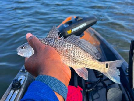 Inshore Fishing in Gulf Shores & Orange Beach