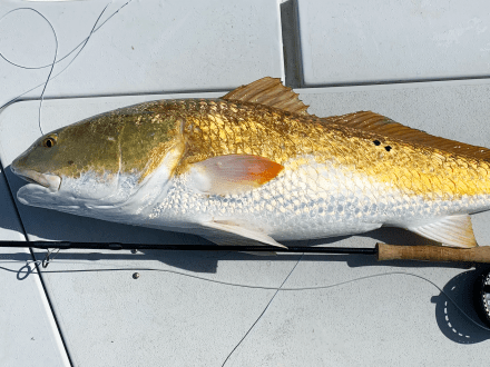 Fly Fishing in Gulf Shores & Orange Beach
