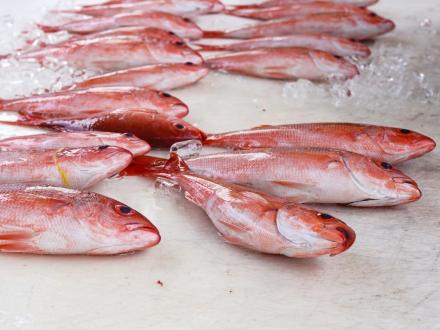 Best Tasting Gulf Fish to Catch and Eat in Gulf Shores & Orange Beach