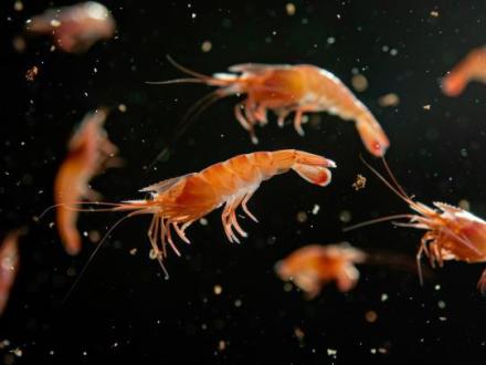 Marine Life Guide to Gulf Shores & Orange Beach