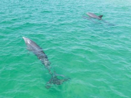 Marine Life Guide to Gulf Shores & Orange Beach