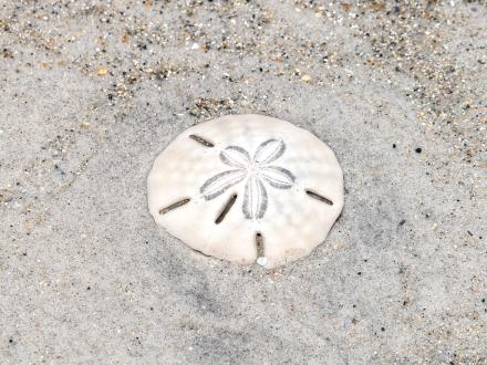 Sand Dollars in Gulf Shores & Orange Beach
