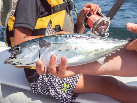 Best Bait for Red Snapper Fishing in Gulf Shores & Orange Beach