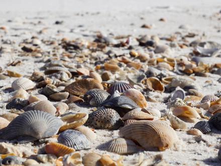 Tips for Shelling in Gulf Shores & Orange Beach