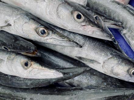 Trolling for Mackerel in Gulf Shores & Orange Beach