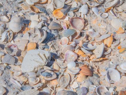 Sand Dollars in Gulf Shores & Orange Beach