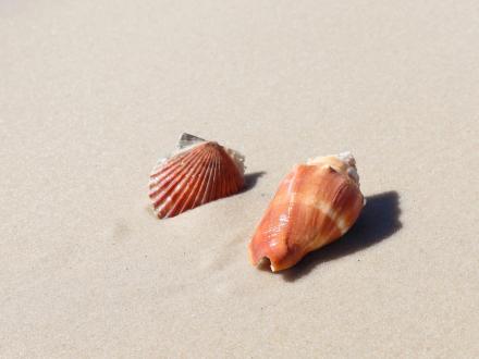 Tips for Shelling in Gulf Shores & Orange Beach