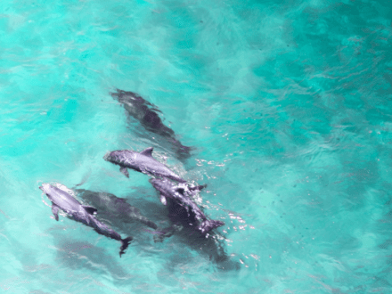 Marine Life Guide to Gulf Shores & Orange Beach