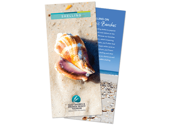 Shelling on Alabama's beaches in Gulf Shores & Orange Beach